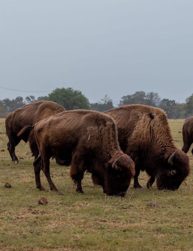 Idaho Bison – Delivering From our Ranch to Your Home